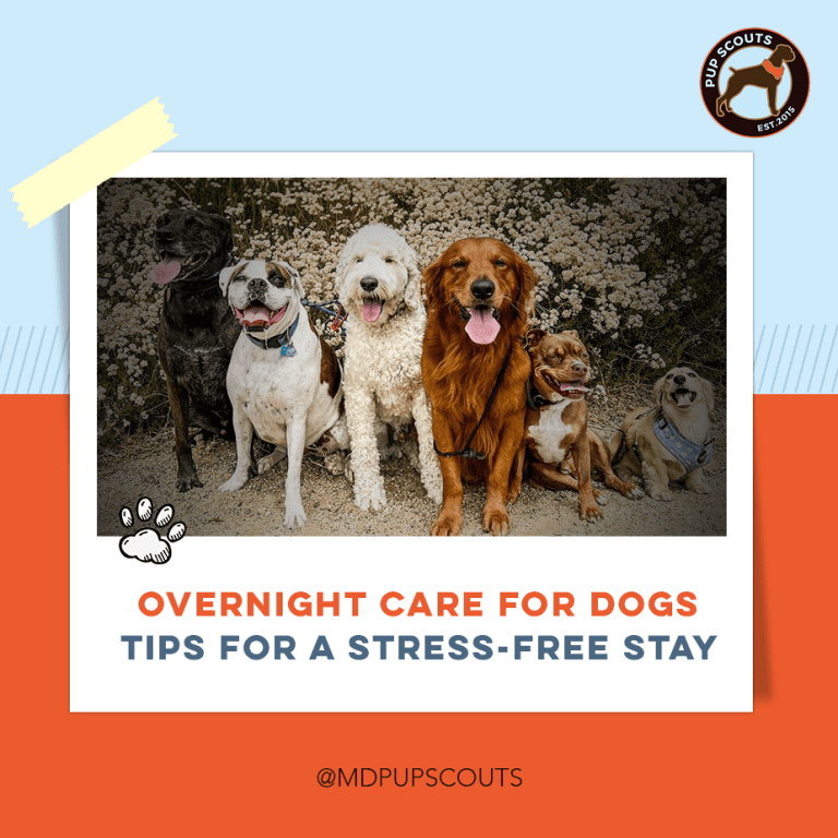Overnight Care for Dogs | Tips and Tricks | MD Pup Scouts